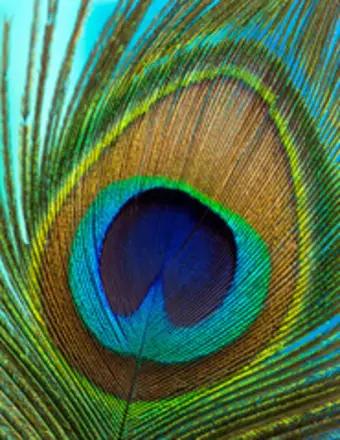 In Loving Memory of Manju Shukla - Obituaries & Ways to Support the Family