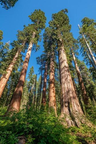 In Loving Memory of Mrs. Susan Mason - Obituaries & Ways to Support the ...